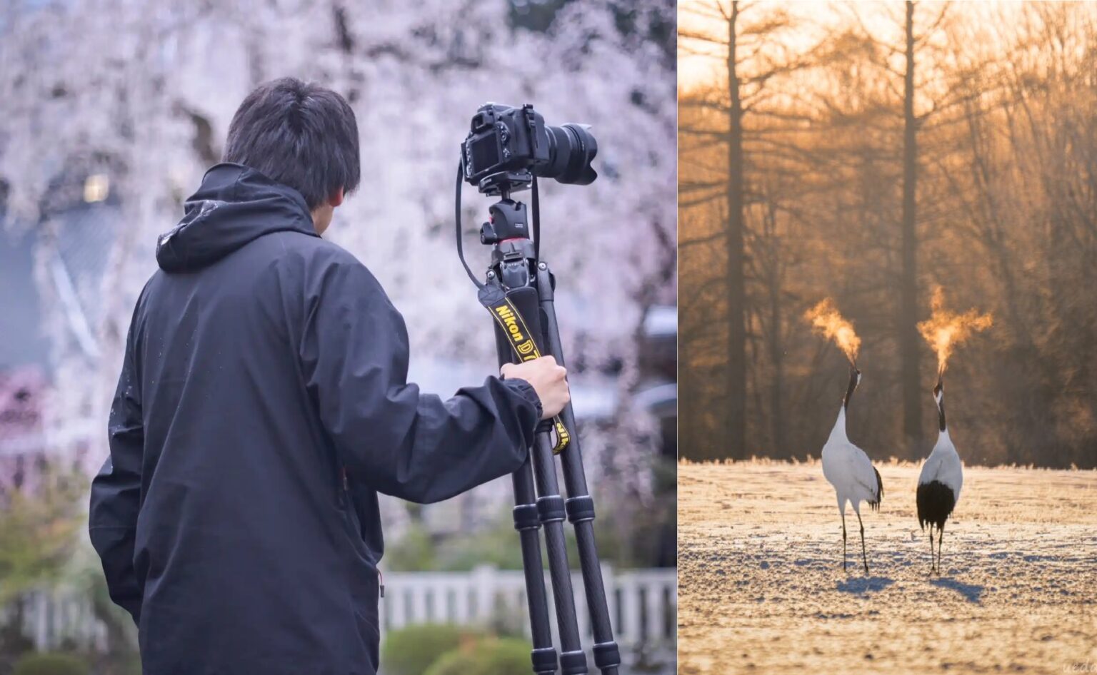 【海外の反応】「日本の鶴は実際に火を噴くのか！」タンチョウの神秘的で完璧な瞬間を捉えたその写真に海外が称賛 | 感動日本